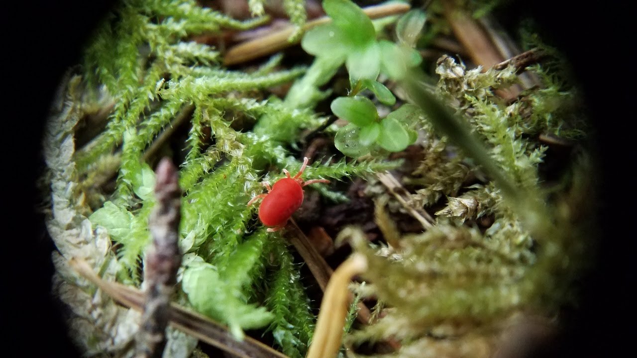 Micro Life in the Forest: Who lives on a log? - YouTube