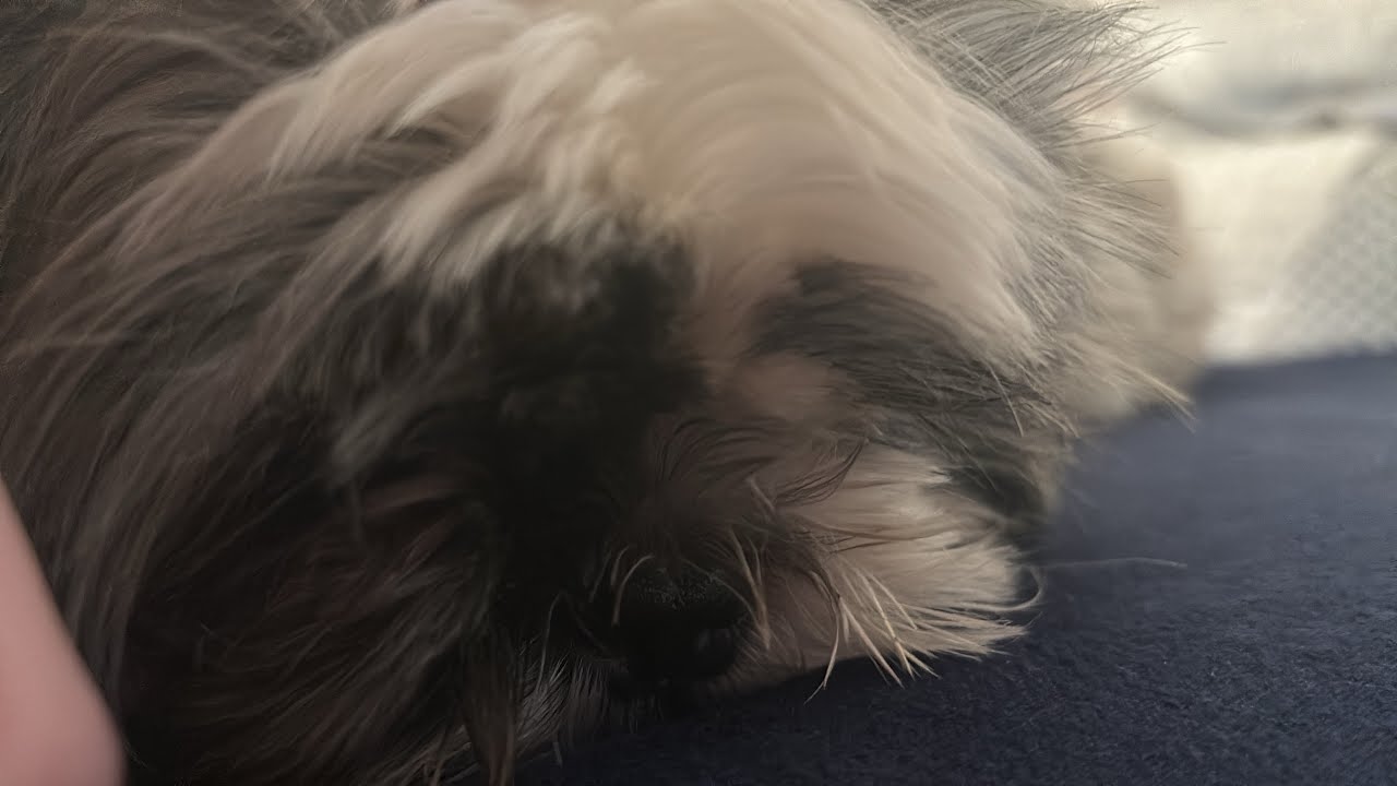 The Adventures Of Winston The Dog - Music Video - YouTube