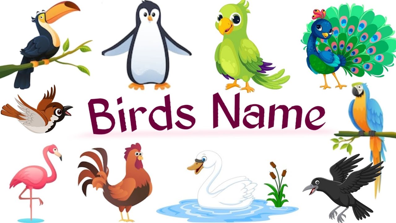 Learn birds name in english|birds name|birds name spelling and pictures ...