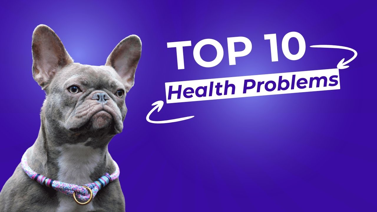 10 Health Issues Commonly Associated With French Bulldogs - YouTube