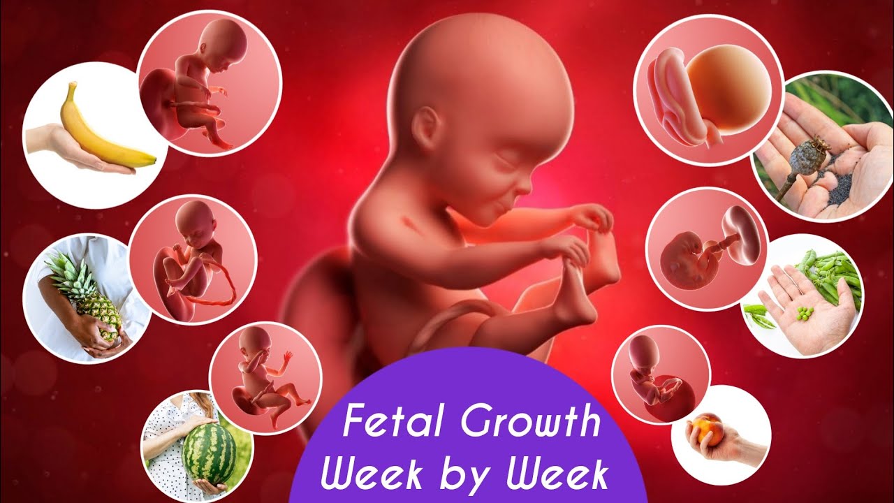 Amazing Fetal Growth: Watch Your Baby’s Size and Development Each Week ...