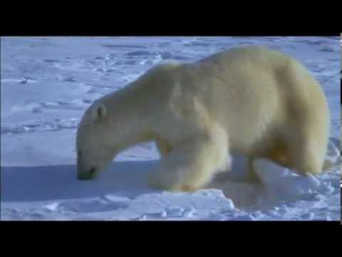 Documental: El planeta blanco - YouTube