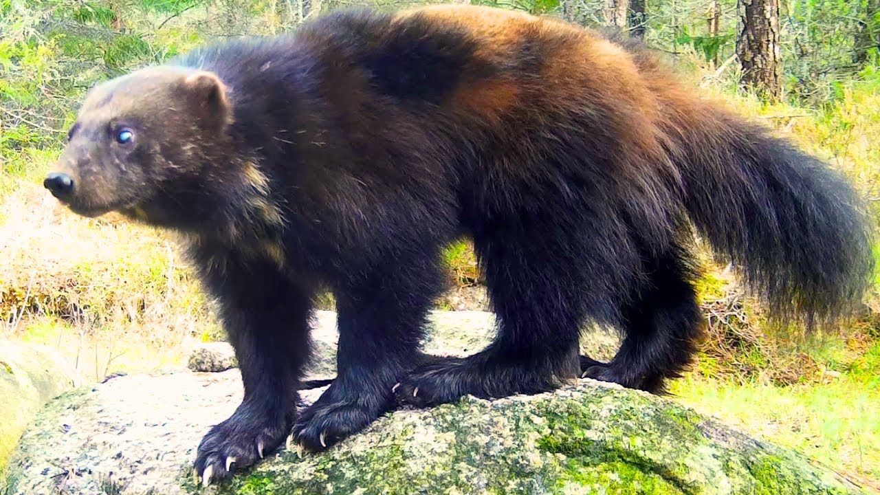 Wolverine Sounds! - YouTube
