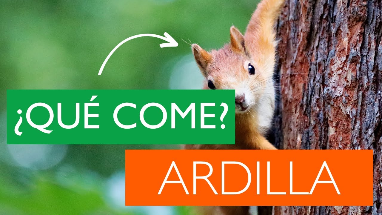 ¿Qué comen las ardillas? - ¿De qué se alimentan las ardillas - YouTube