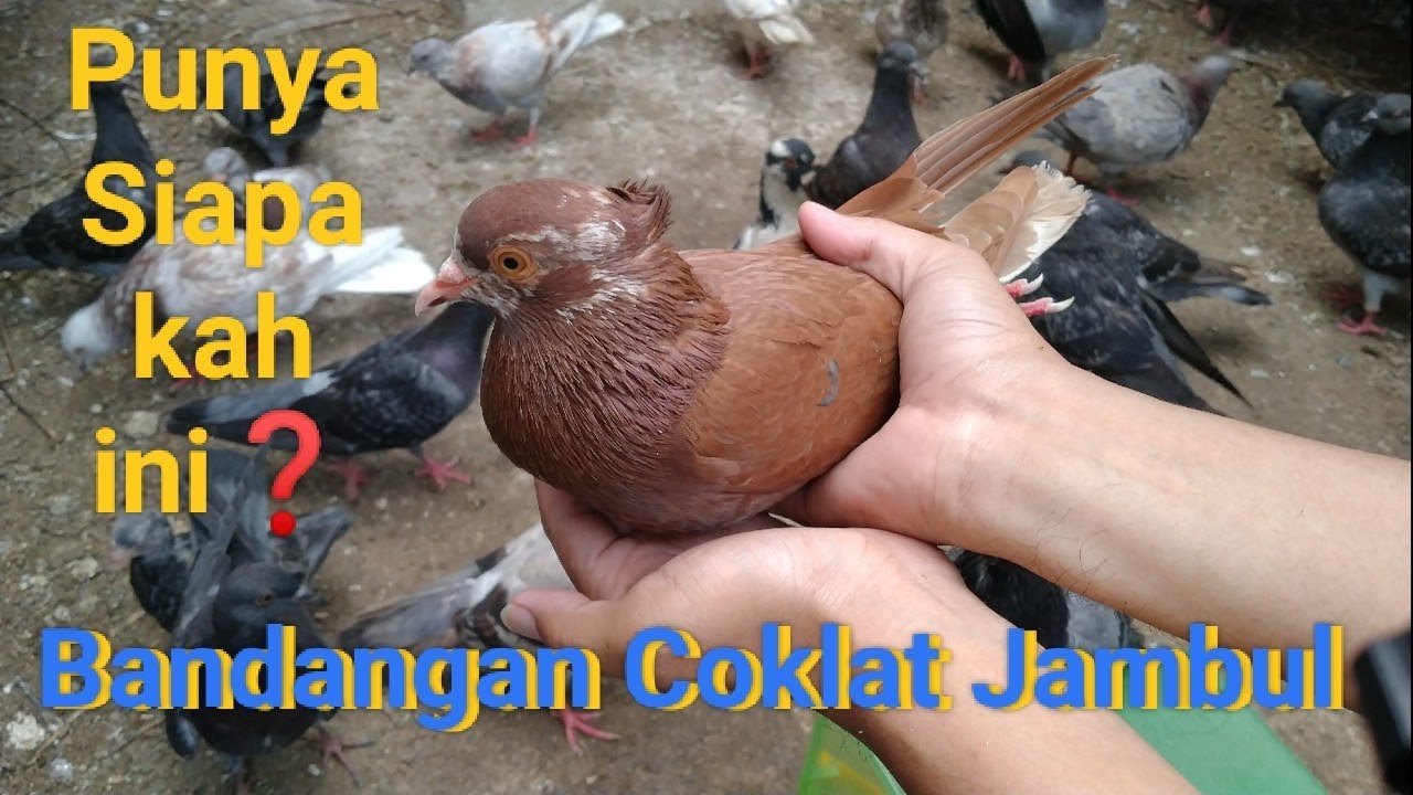 Bandangan Coklat Jambul - Merpati Punya Siapa ini - YouTube