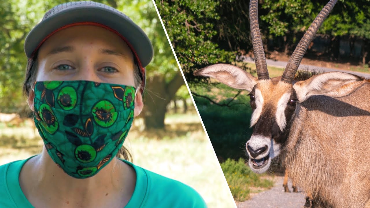 Do You Know What A Roan Is? - YouTube