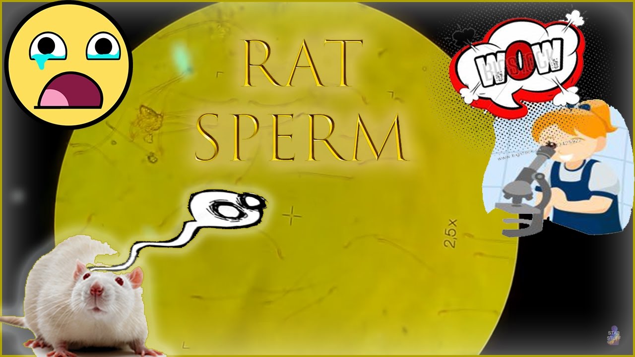Rat Sperm Under the Microscope 😣 Bigger in size than Human Sperm | Dead ...