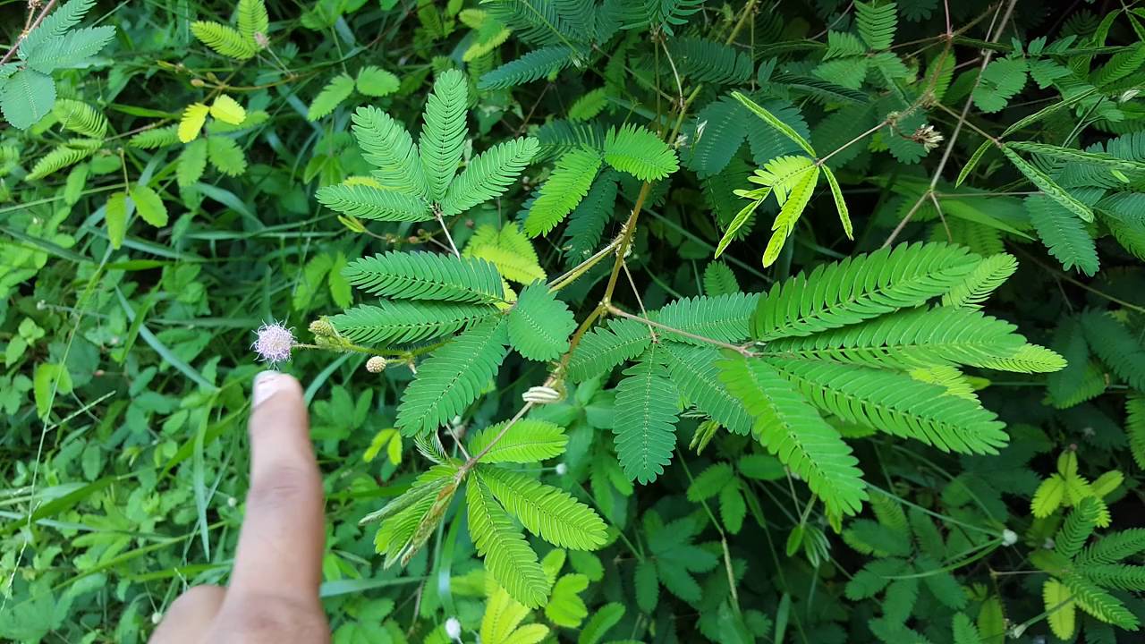 Sensitive plant | sleepy grass | lojjaboti - YouTube