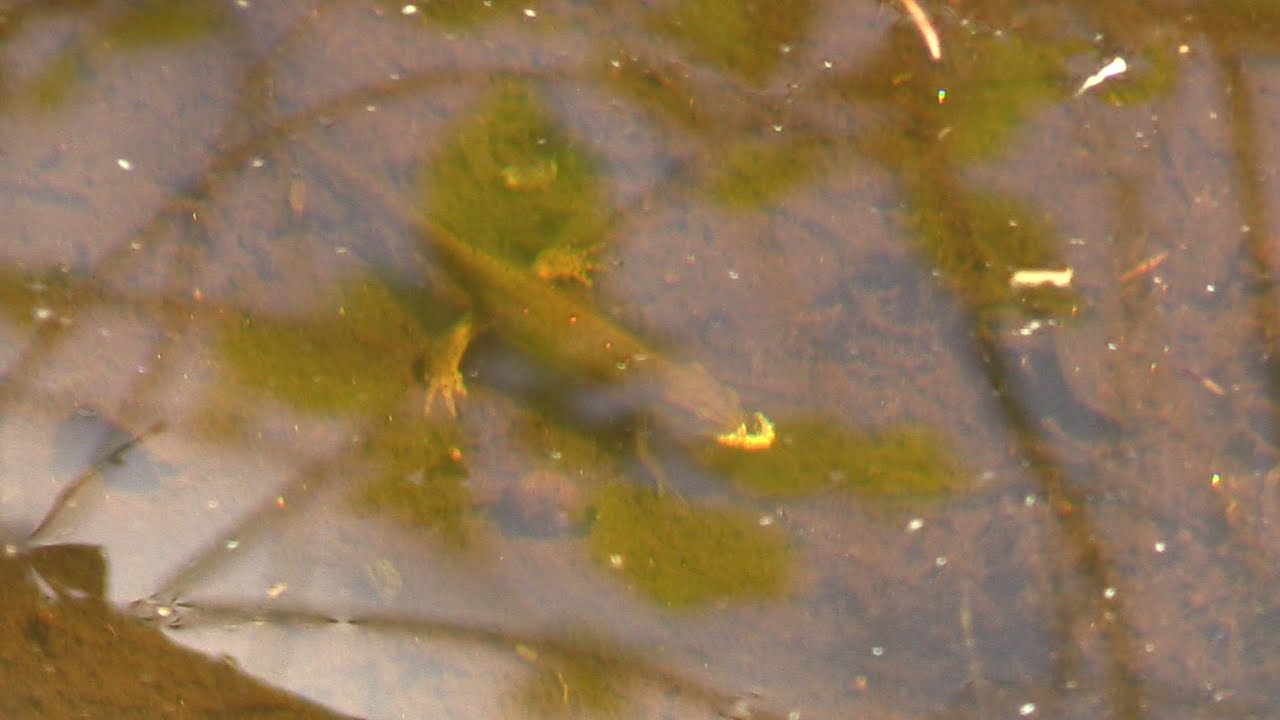Newts on the Prowl in Warwick, MA - YouTube