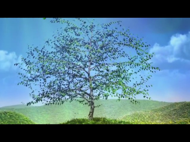 Tree Time Lapse I Had This Stump Completely Removed And Now It’s