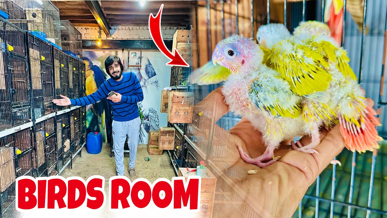 FINALLY BIRDS ROOM REVEALED 😍 | ARE YOU GUYS READY FOR GIVEAWAYS - YouTube