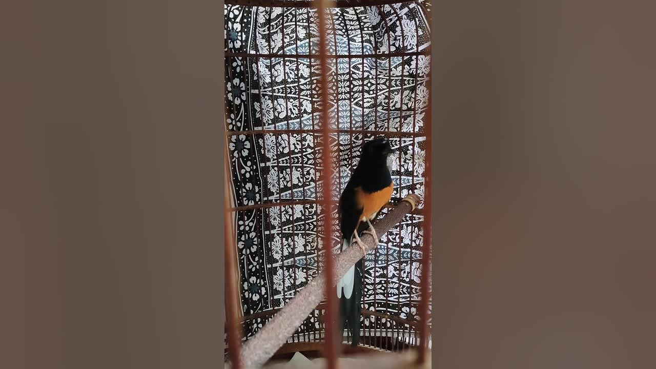 denak murai batu galak - YouTube