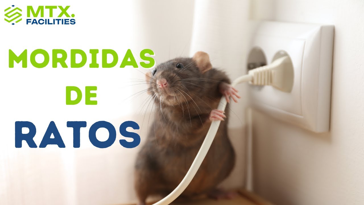 Mordidas de Ratos - Perigo - YouTube