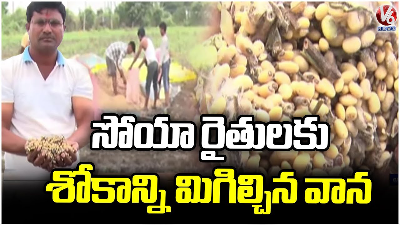 Soybean Crop Damaged Due To Heavy Rains, Farmers In Concern | Adilabad ...