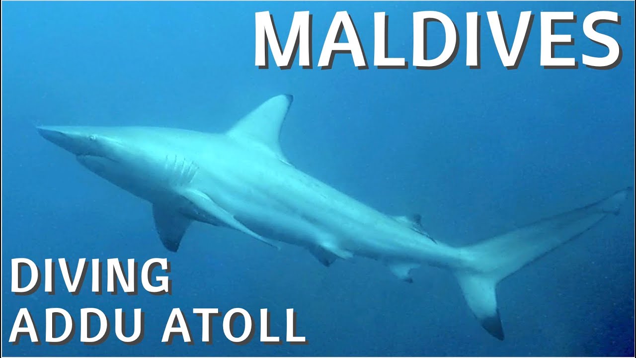 Addu Atoll | Diving | Maldives - YouTube