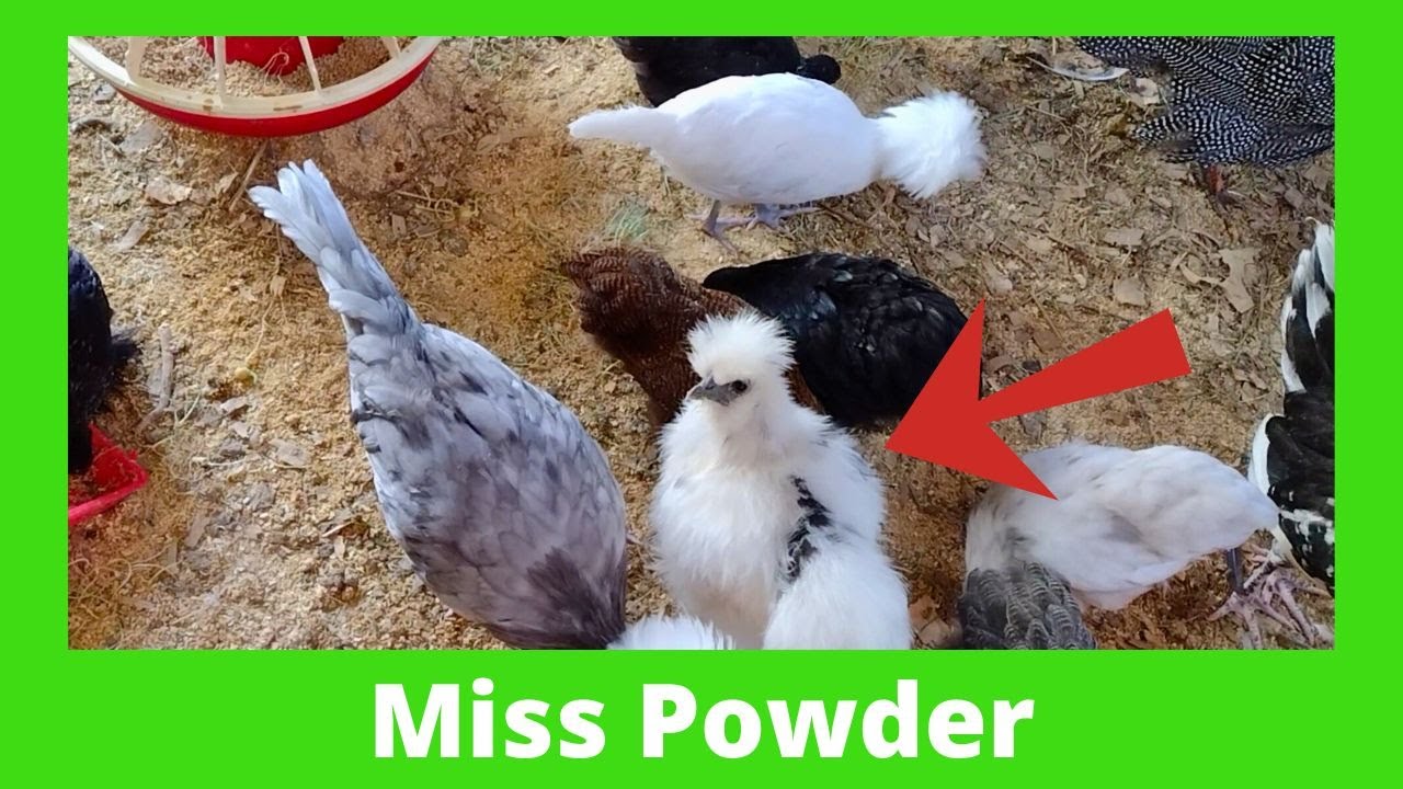 Chick Flick Polish, Cochin & Silkie Chicks Aug 5, 2022 - YouTube