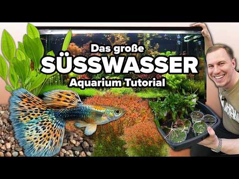 Das Süßwasseraquarium TUTORIAL - Keine Ahnung? Kein Problem! *LOW-BUDGET*