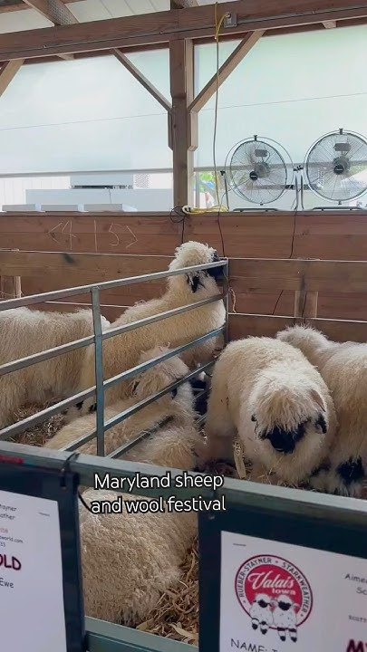 Maryland sheep and wool festival 2025 #mdsheepandwoolfestival #crochet #knitting #yarn #sheep ...