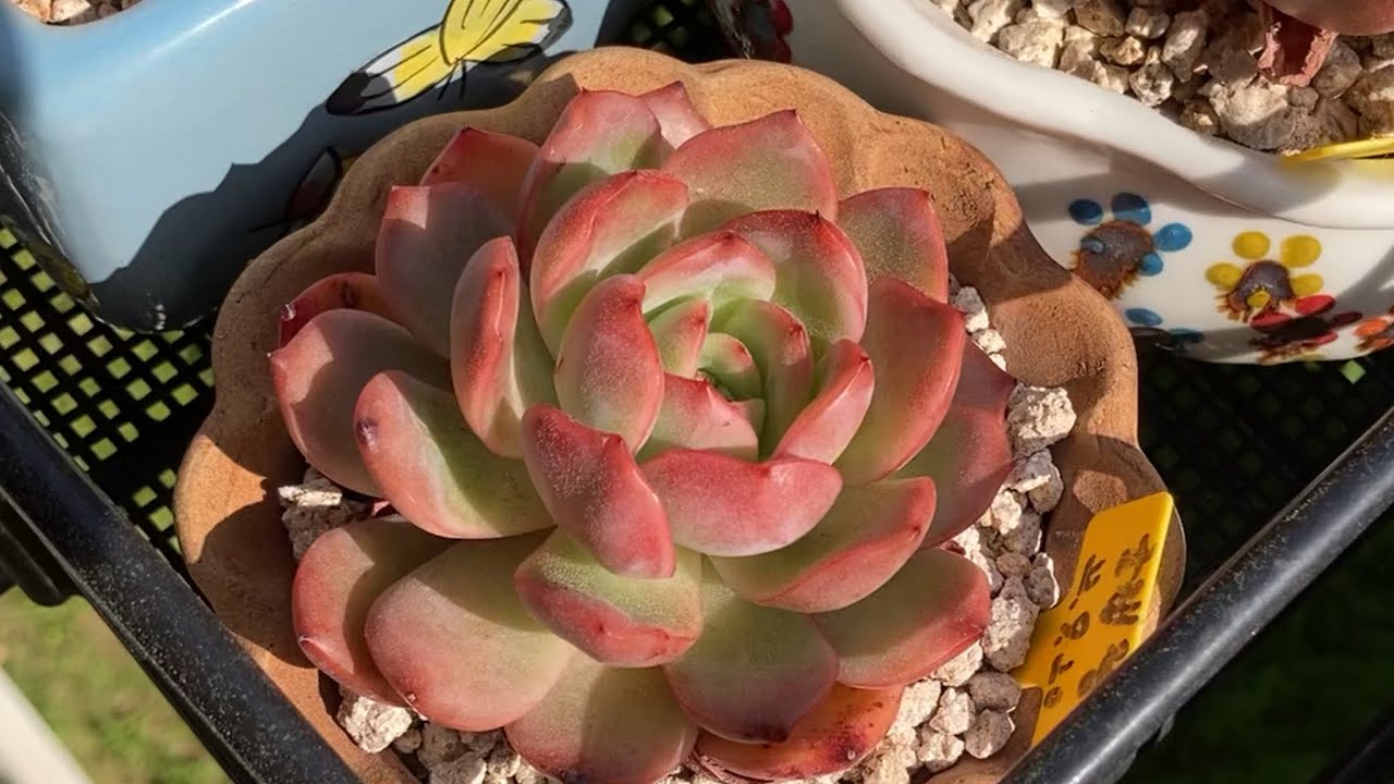 글램핑크가 빨갛게 물들었어요 요즘 애들이 물이들고 있어요 불꽃 핑크베라 화엽으로 잎이 더 커지는 슈퍼클론 고사홍철화도