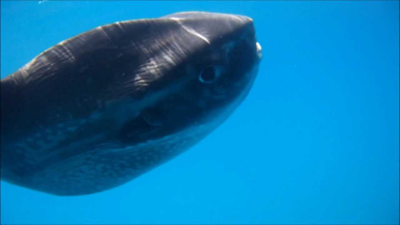 Enorme Pesce Luna - Mola Mola - Sunfish - YouTube