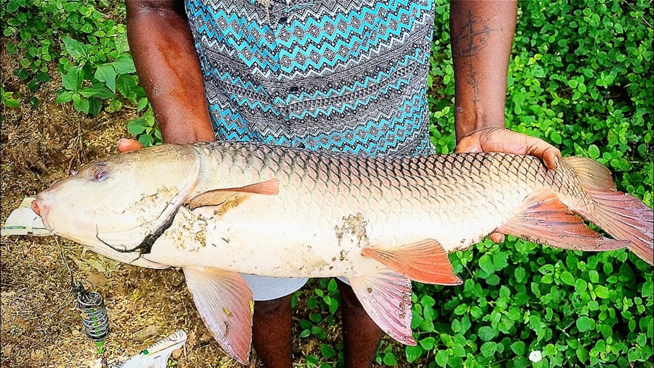 🐟Big size Corp fishing 15 kg 🎣:ரோகு மிருகல் - YouTube