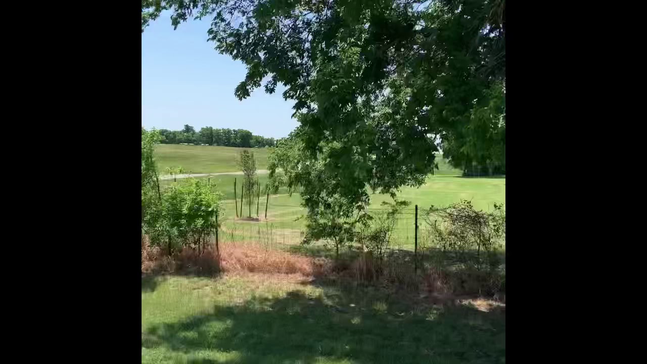 Cow Adaptation Field Trip - YouTube