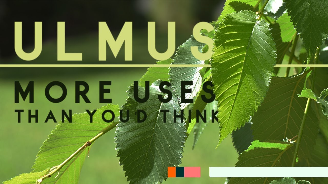 Elm trees (Ulmus genus) unassuming edibles - YouTube