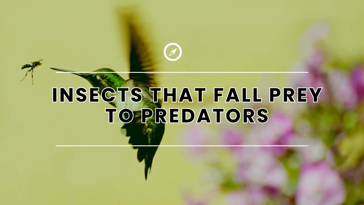 Insects that fall prey to predators - YouTube
