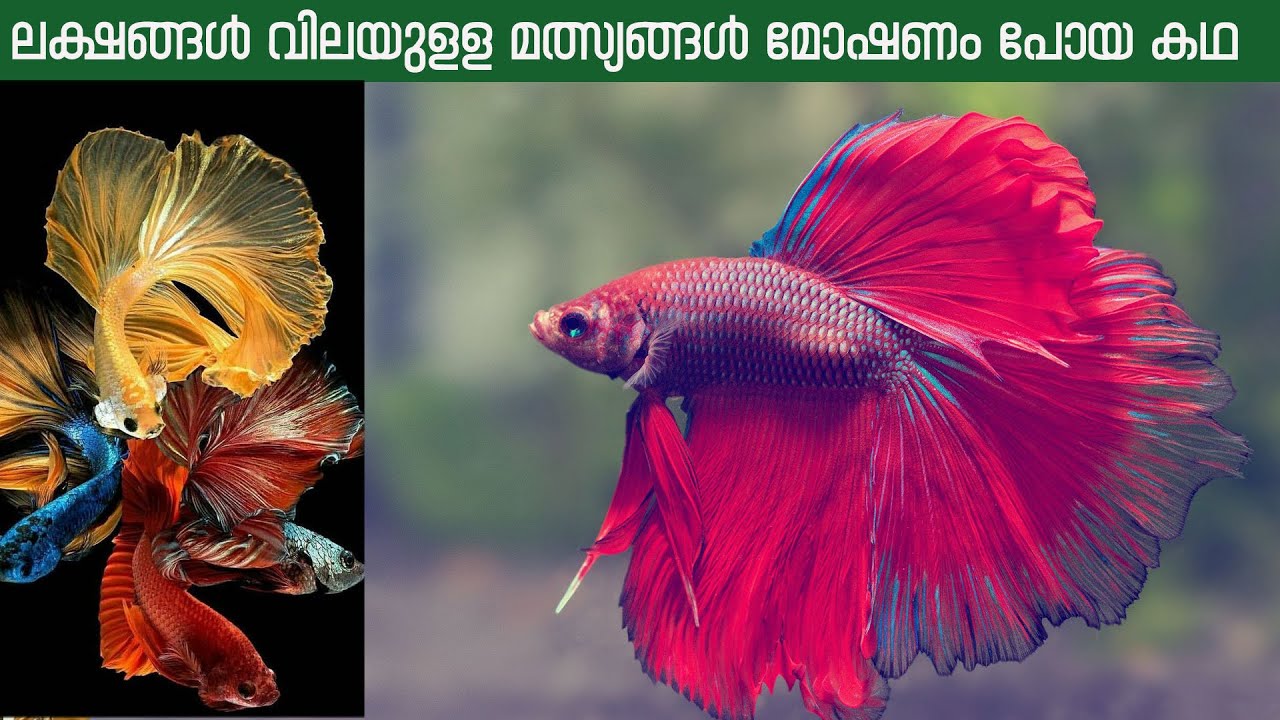 ബെറ്റ ഫിഷ് വളർത്തലിൽ കേരളത്തിൽ ഇവരെ വെല്ലാൻ വേറെ ആളില്ല/ Betta Fish ...