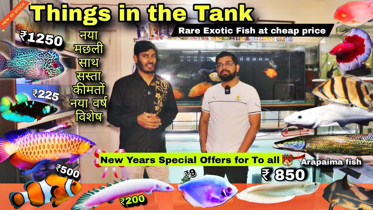 Things in the Tank Aquarium shop Bangalore ,Exotic & Monster Fish |New ...
