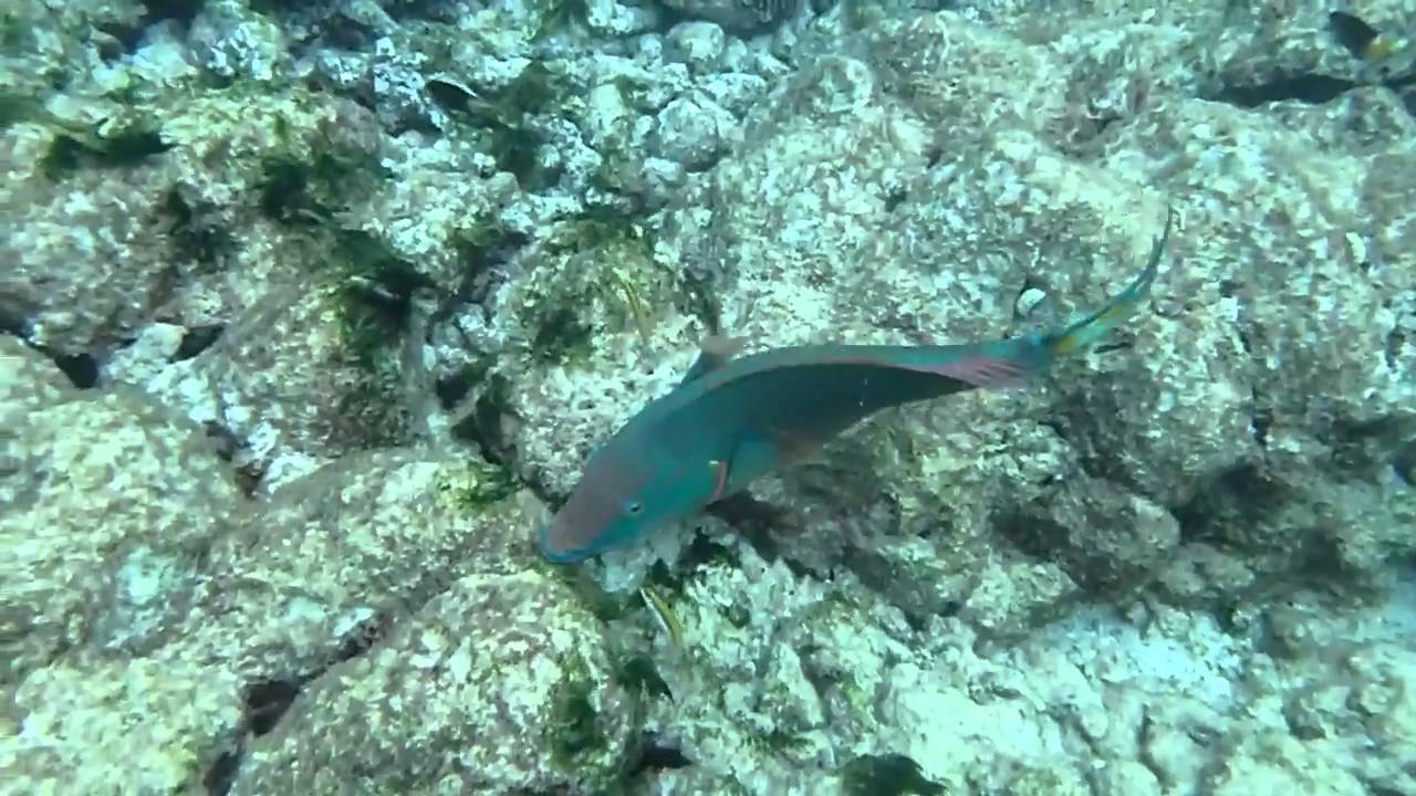 Aruba Parrot Fish - YouTube