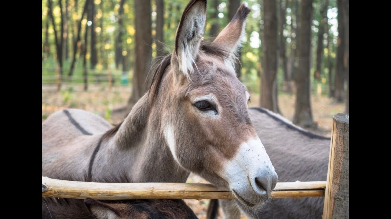 The Donkey’s Voice - YouTube