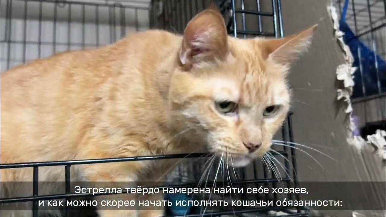 ЭСТРЕЛЛА - YouTube