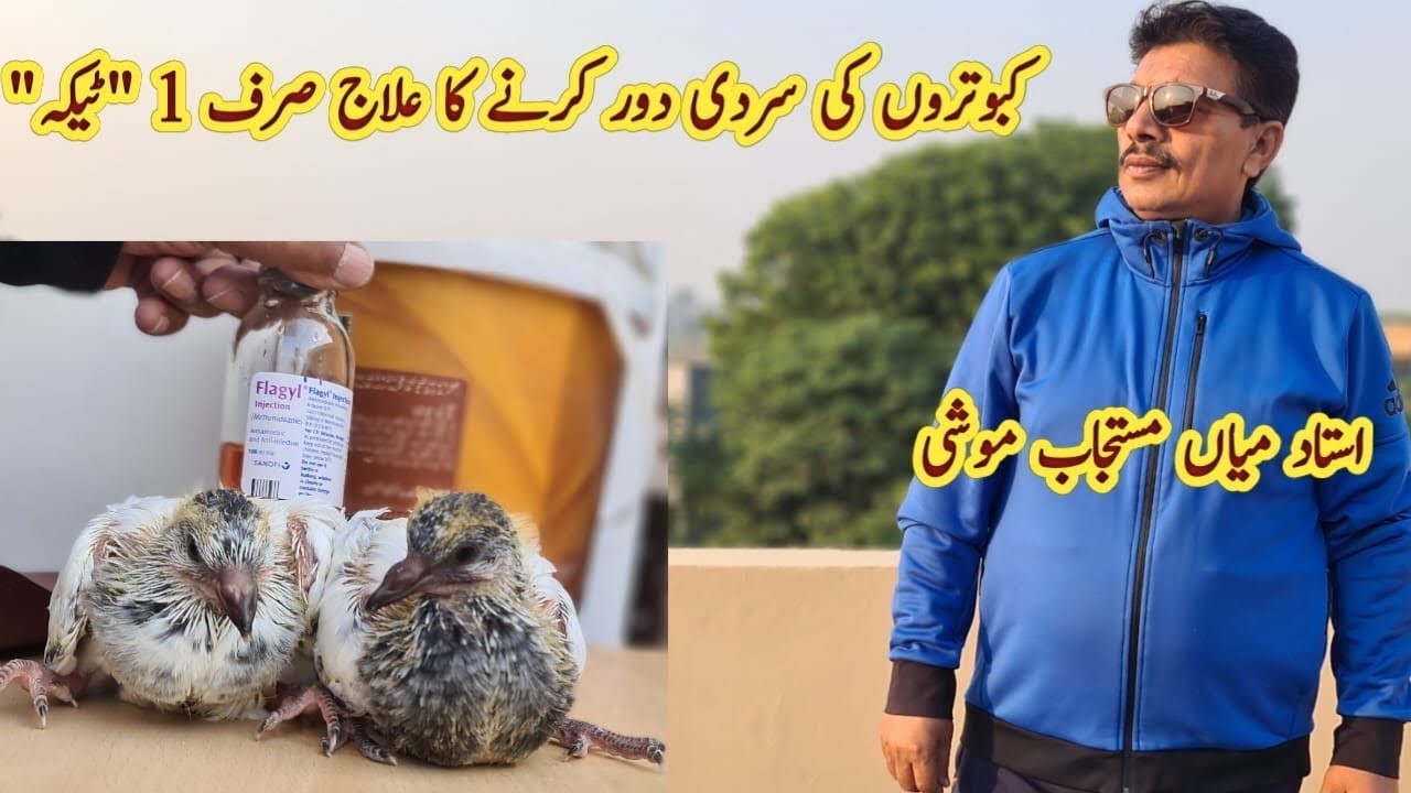 Kabootro ko Sardi se kaise bachain? Sirf aik Dawai aur sardi khatam ...