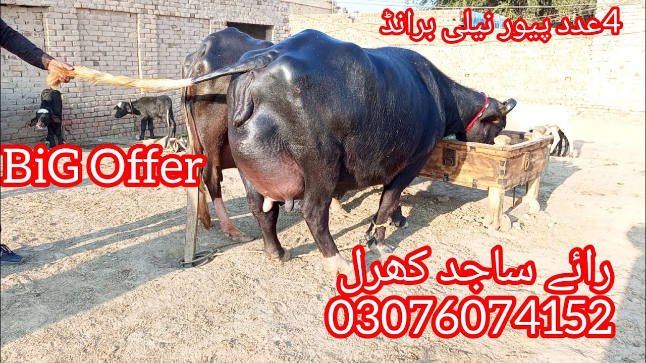 ساجد علی کلیانوالہ پیور نیلی کی بھینس برائے فروخت Pure nili Buffalo for sale @RS Knowledge TV ...