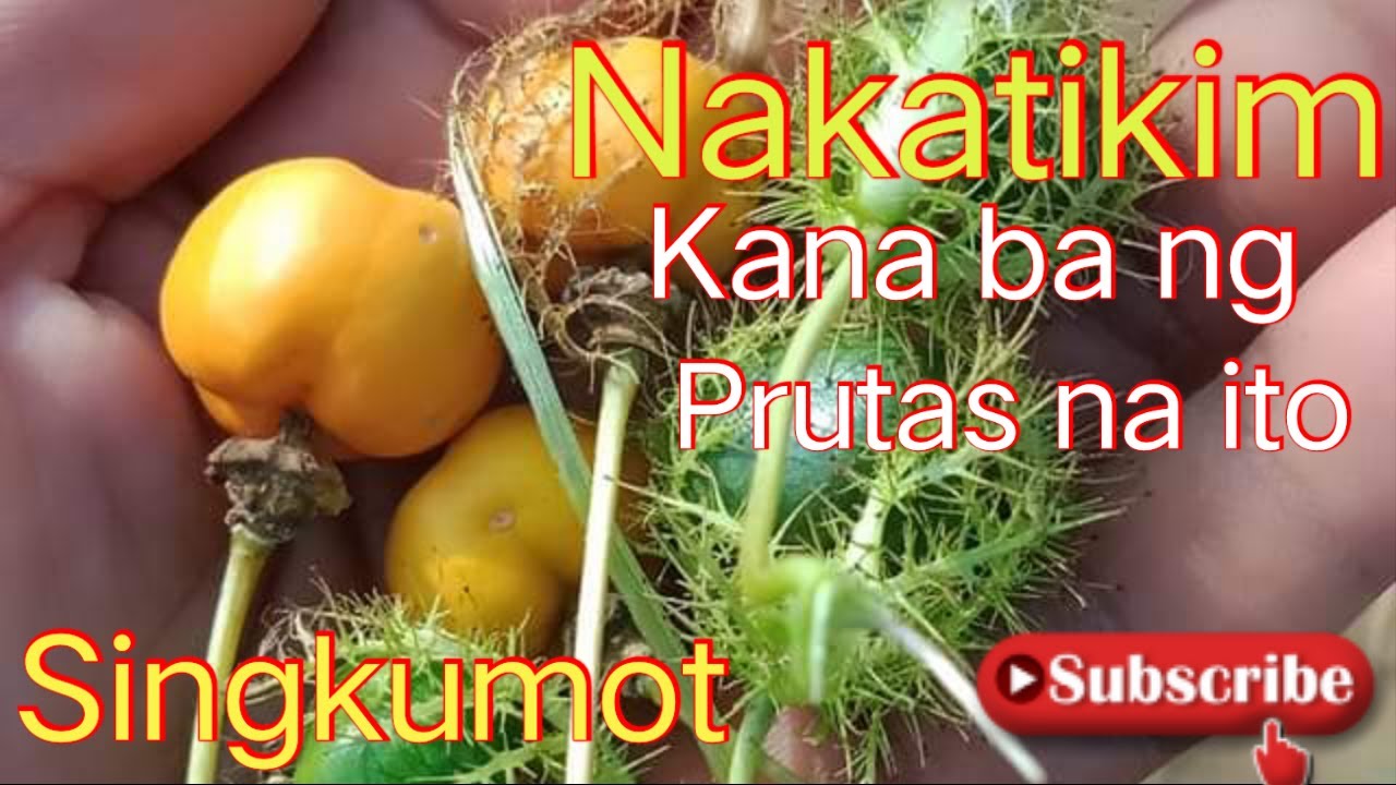 Singkumot Fruits Found in Oriental Mindoro - YouTube