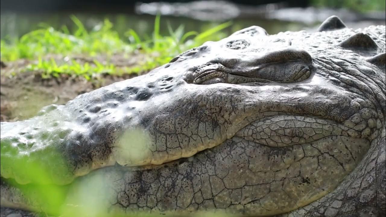 Saltwater Crocodiles The Apex Predators - YouTube