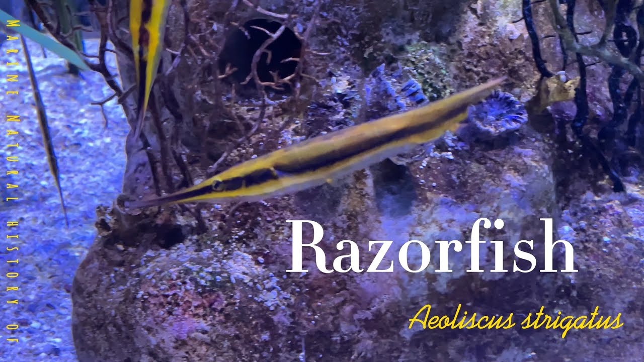 Fun Facts about Razorfish - YouTube