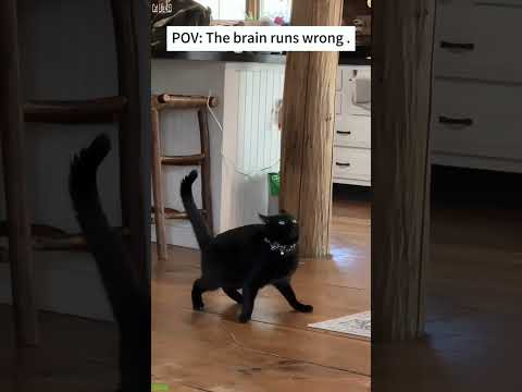 Cat Funny Videos 🐱 Cat Fight 🥰 # Part 5543
