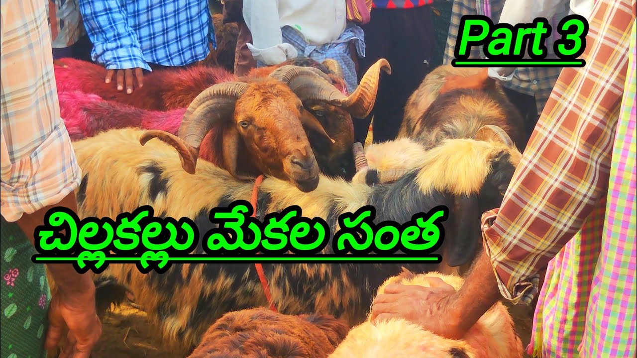 chillakallu santha చిల్లకల్లు మేకల సంత #chillakallu #santa #videos # ...