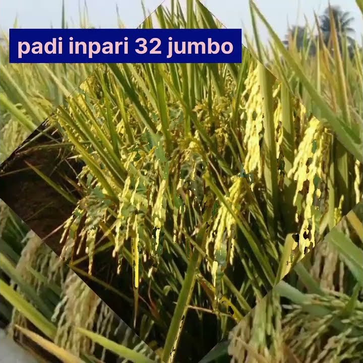 padi inpari.32 jumbo bobot padi terbaik.#padi #sawah - YouTube