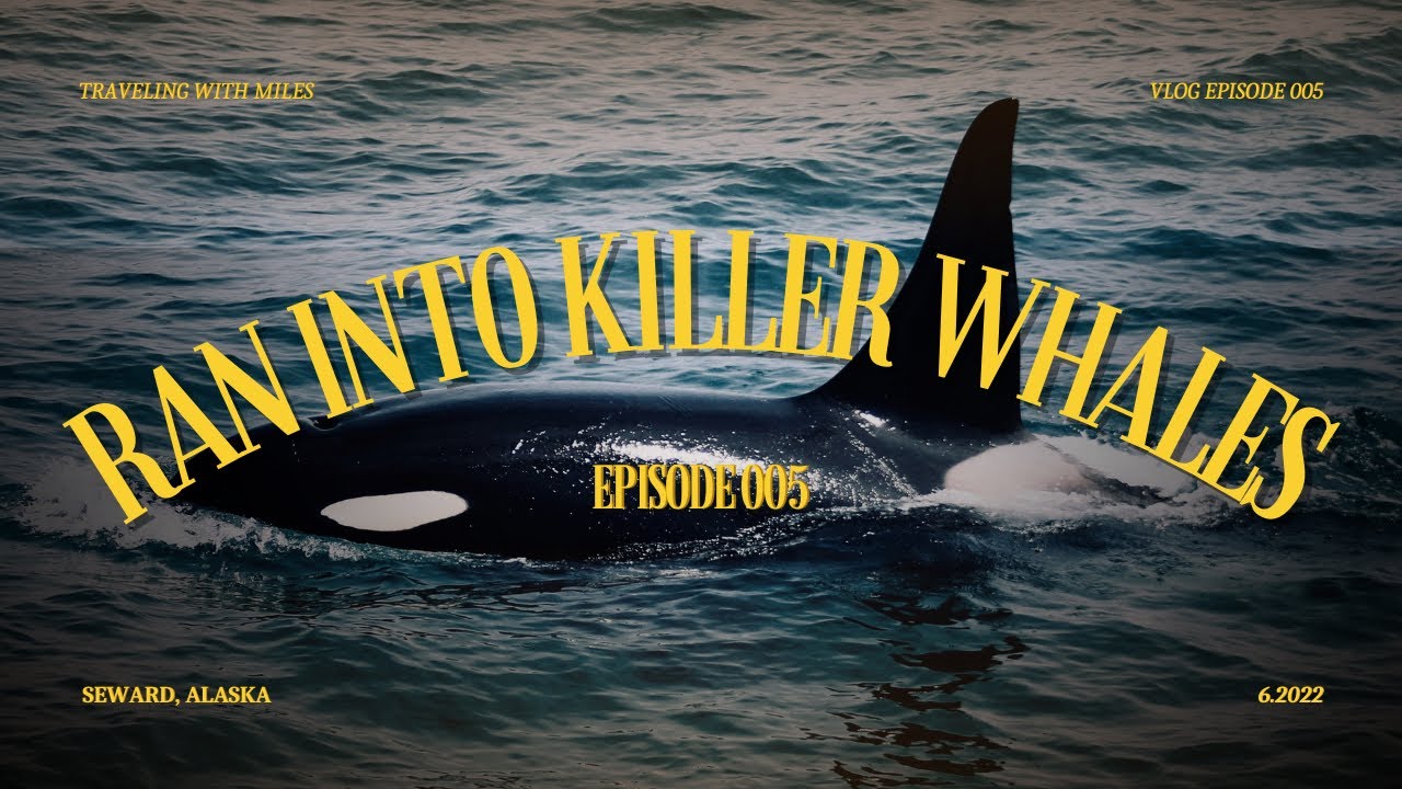 RAN INTO ORCAS AND BEARS IN ALASKA Alaska Vlog June 2022 YouTube ran-into-orcas-and-bears-in-alaska-alaska-vlog-june-2022-youtube