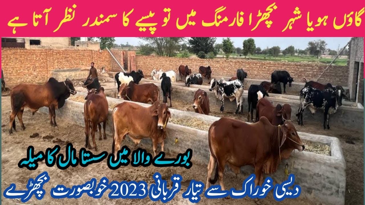 Successful Bachra Farming Business in Pakistan || Calf Farming Tips ...