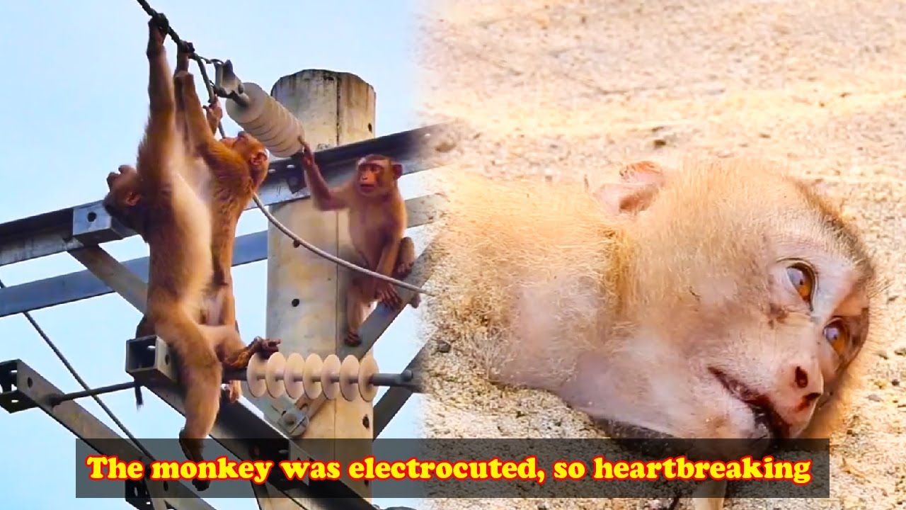 The monkey was badly burned by electricity and cried out in pain. It was heartbreaking to see ...