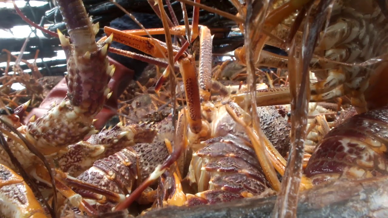 CRAYFISHING ON THE WESTCOAST OF TASMANIA . LOOKING INSIDE A CRAYPOT ...