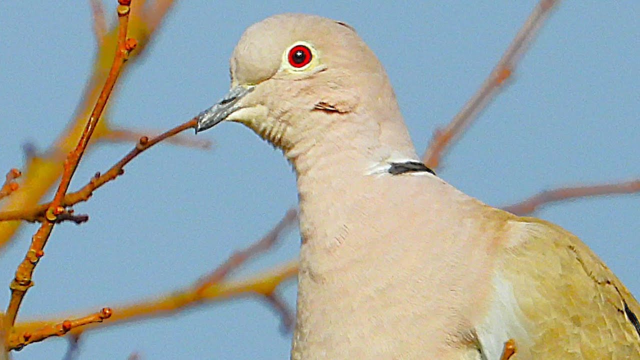 Eurasian Collared Dove Call & Sounds, #EurasianCollaredDove#BirdSounds# ...