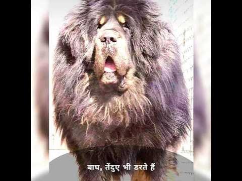 bhotiya kutta #trending #shorts #follow #viralvideo #dog - YouTube