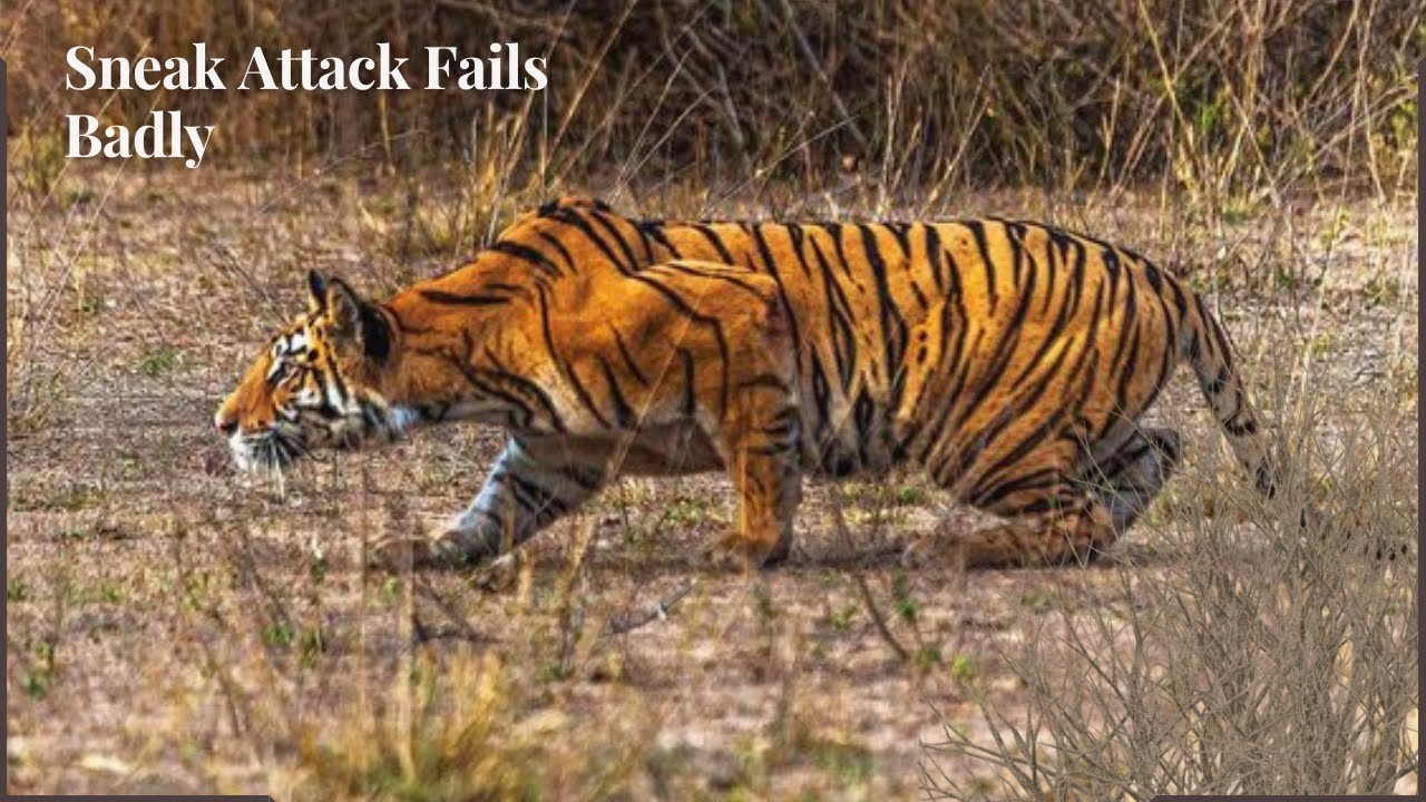Tiger Sneak Attack Fails Badly - YouTube