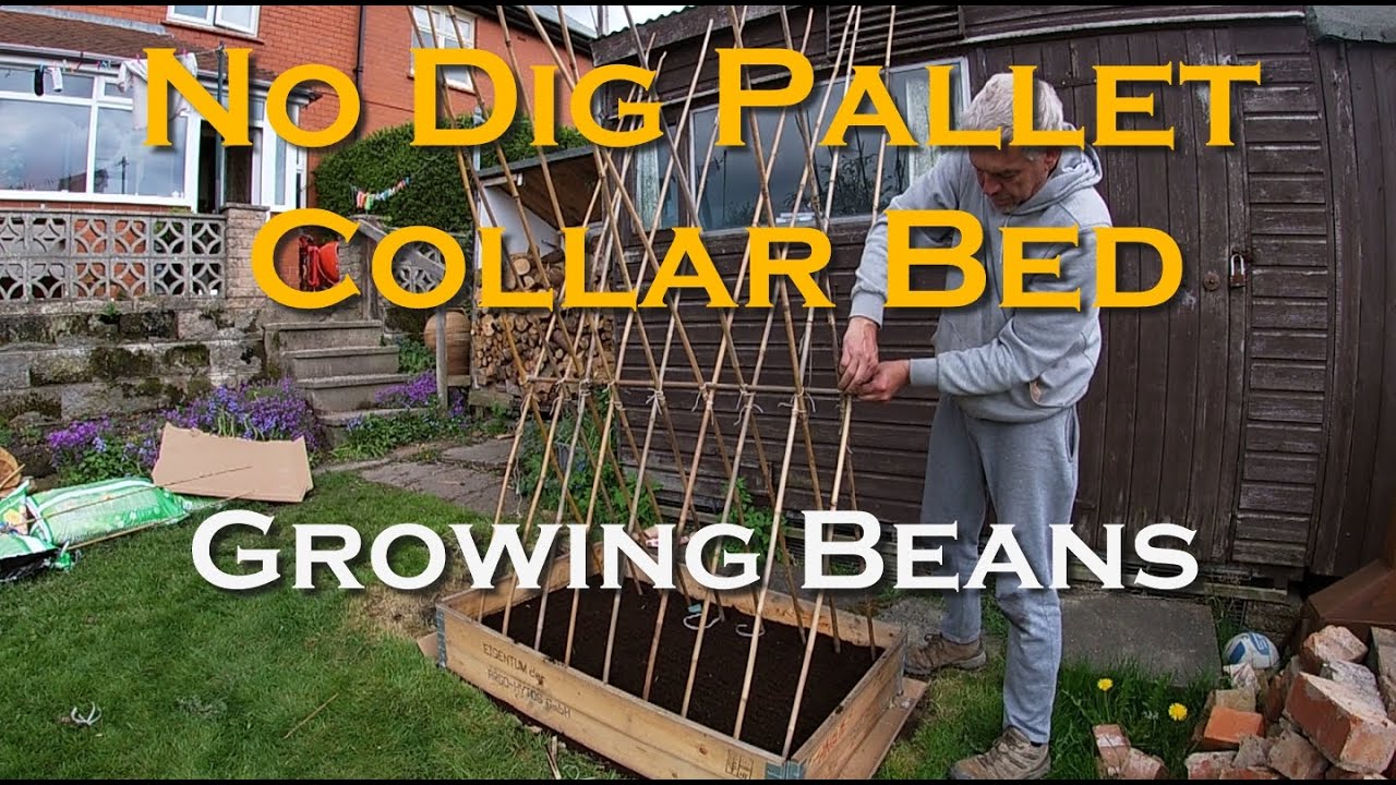 No Dig Pallet Collar Raised Bed to Grow Beans - YouTube