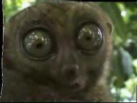 Dramatic Lemur Beatbox
